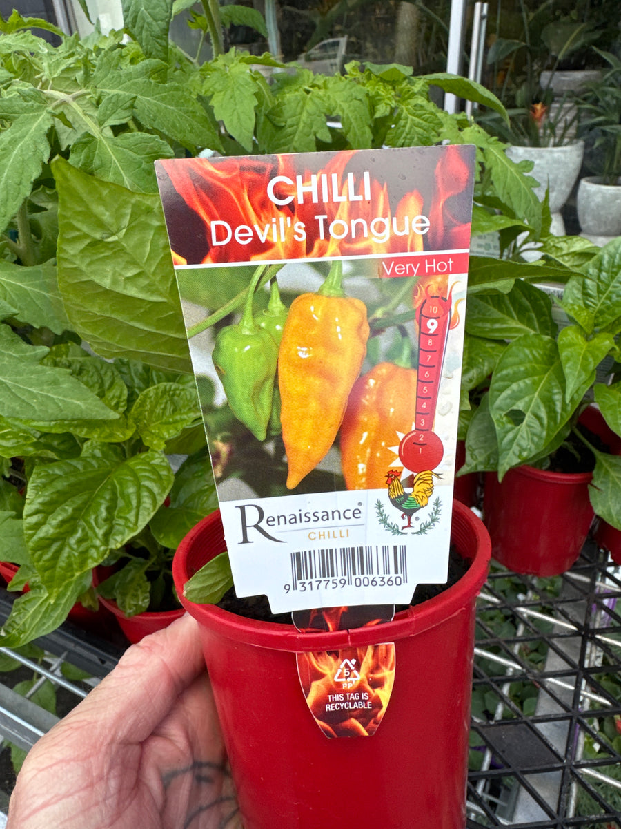 Chilli - Devils Tongue – Dig Emporium